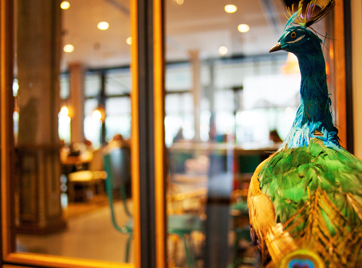 ΑΘΗΝΑ Σ’ ΑΓΑΠΩ #66: Mr. Peacock | DOC TV | documenting everyday life